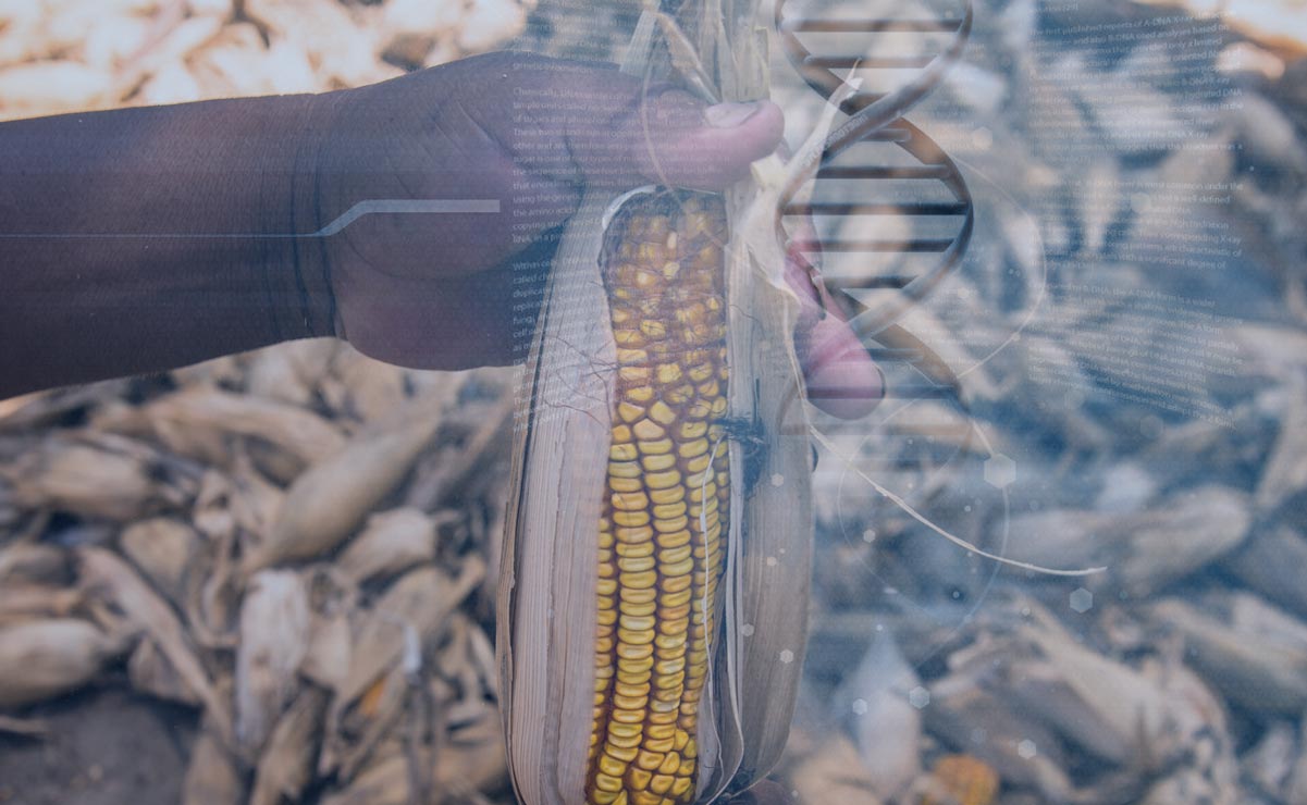 El Comercio | Andean agriculture: the crossroads of transgenics