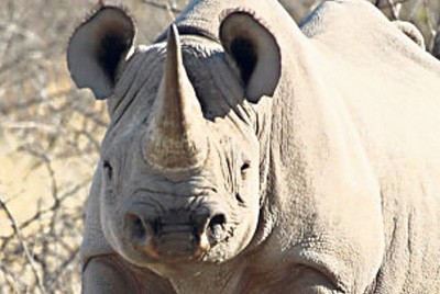 Segundo a taxa de desaparición das especies, para o 2200 a Terra ...